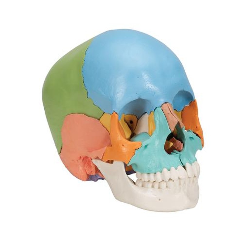 3B Scientific A291 Beauchene Adult Human Skull Model (22-Part ...